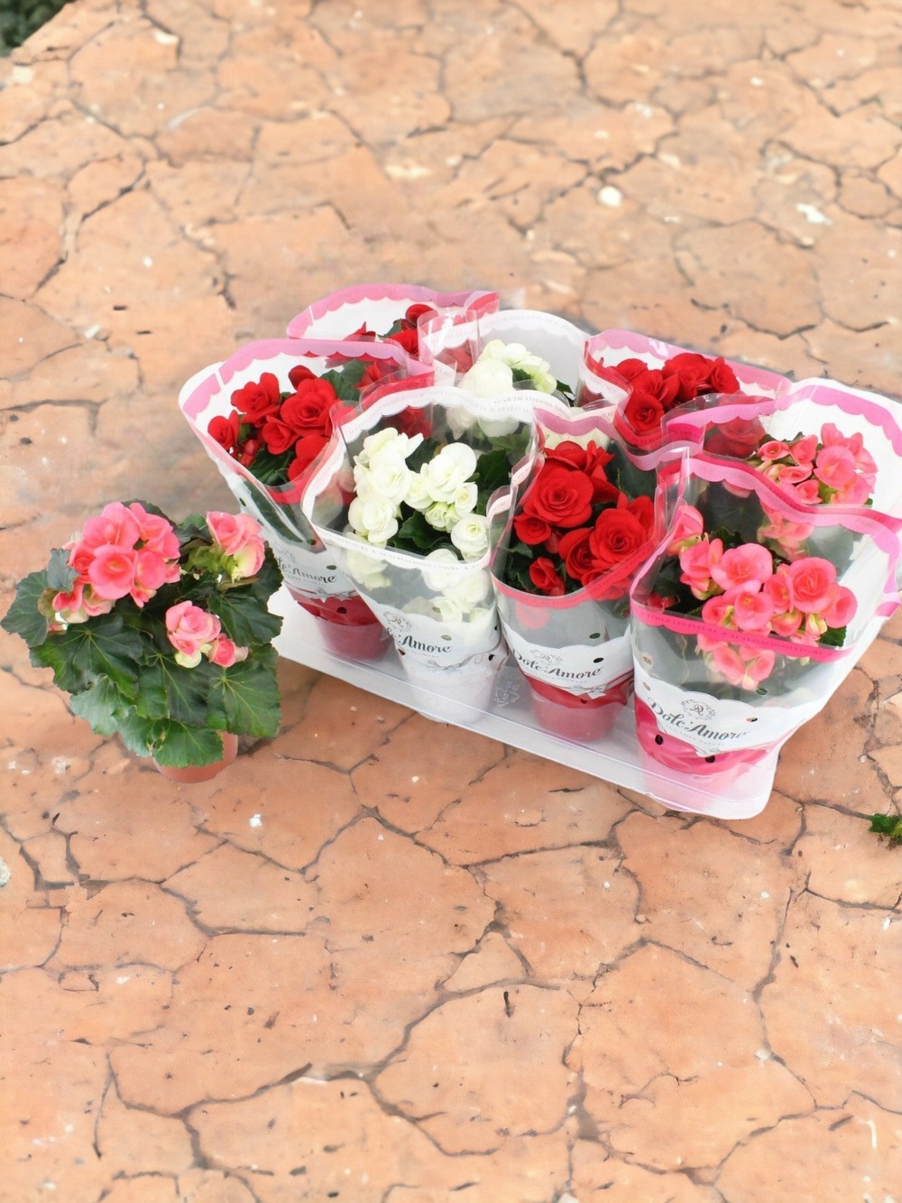 Begonia valencia mix d12cm h28cm | Truffaut