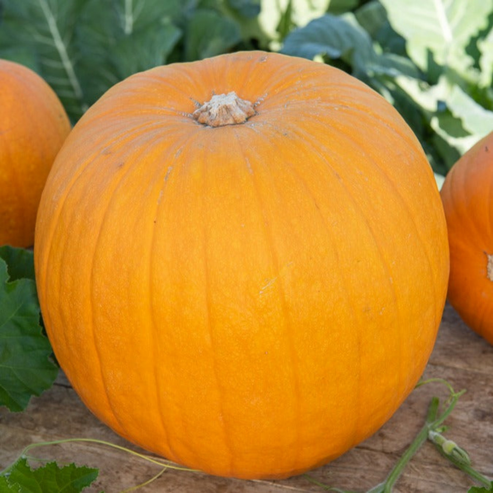 Potiron jaune gros de paris, le sachet / 7g / ±35 graines | Truffaut