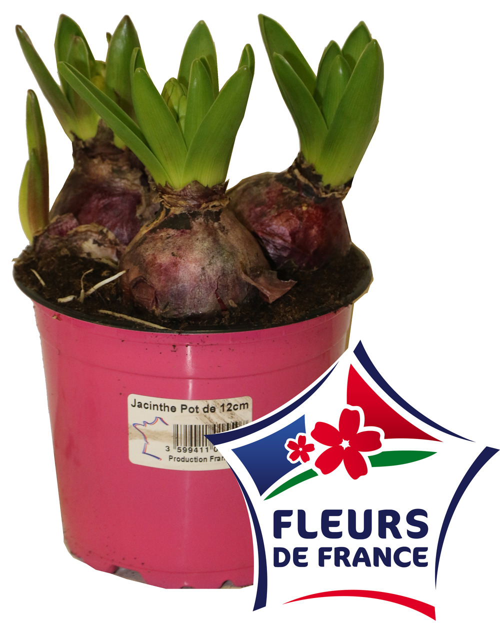 Jacinthe 3 bulbes rose pot 12 cm | Truffaut