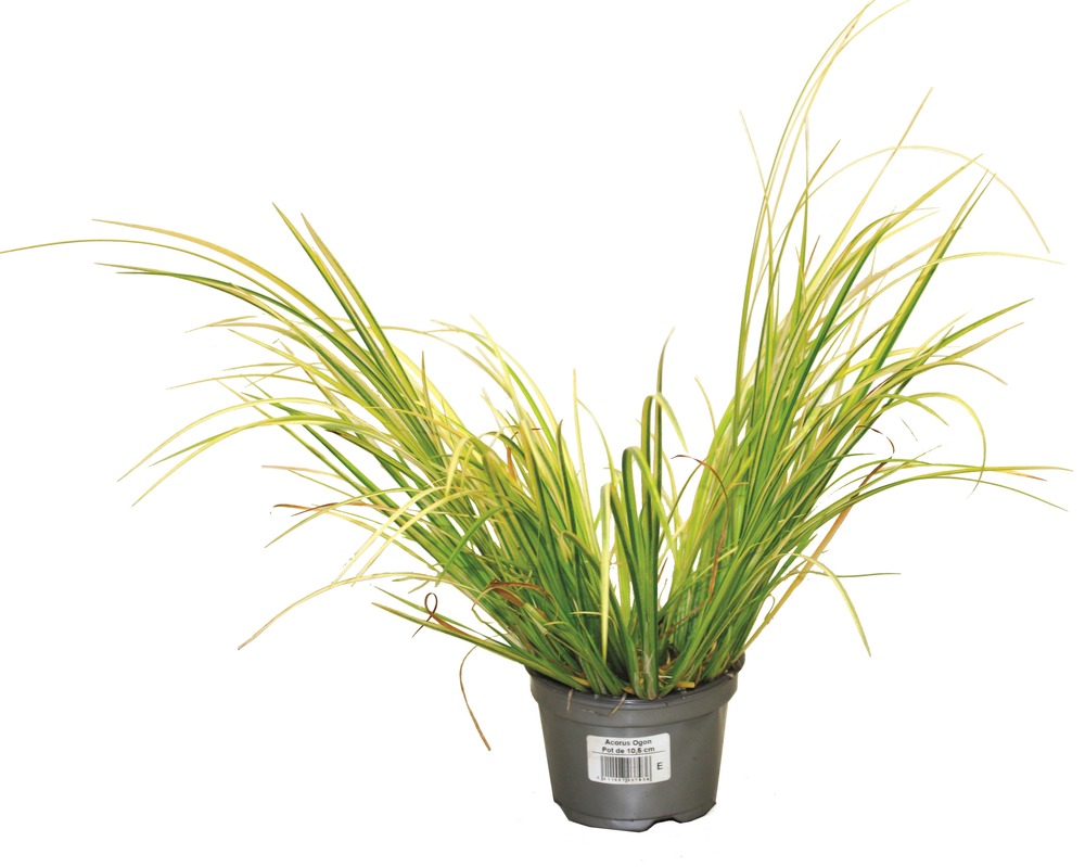 Plant de acorus pot 10,5 cm | Truffaut