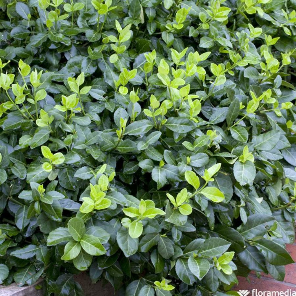 Euonymus fortunei 'coloratus':pot 2l | Truffaut