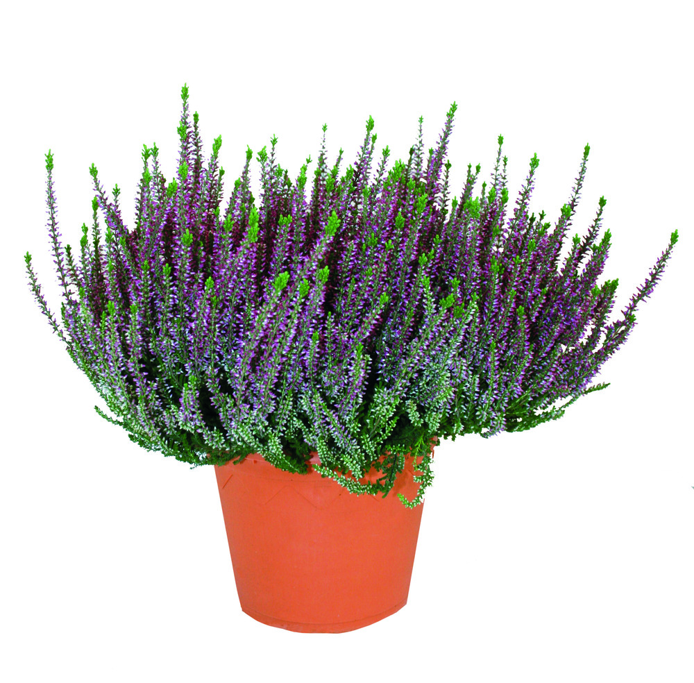 Bruyère calluna pot 17 cm | Truffaut