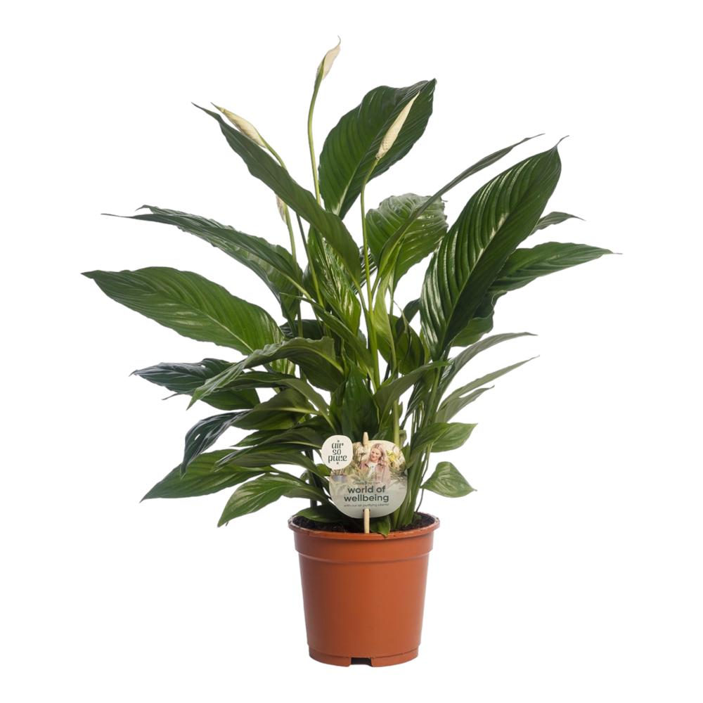 Truffaut Plante Interieur