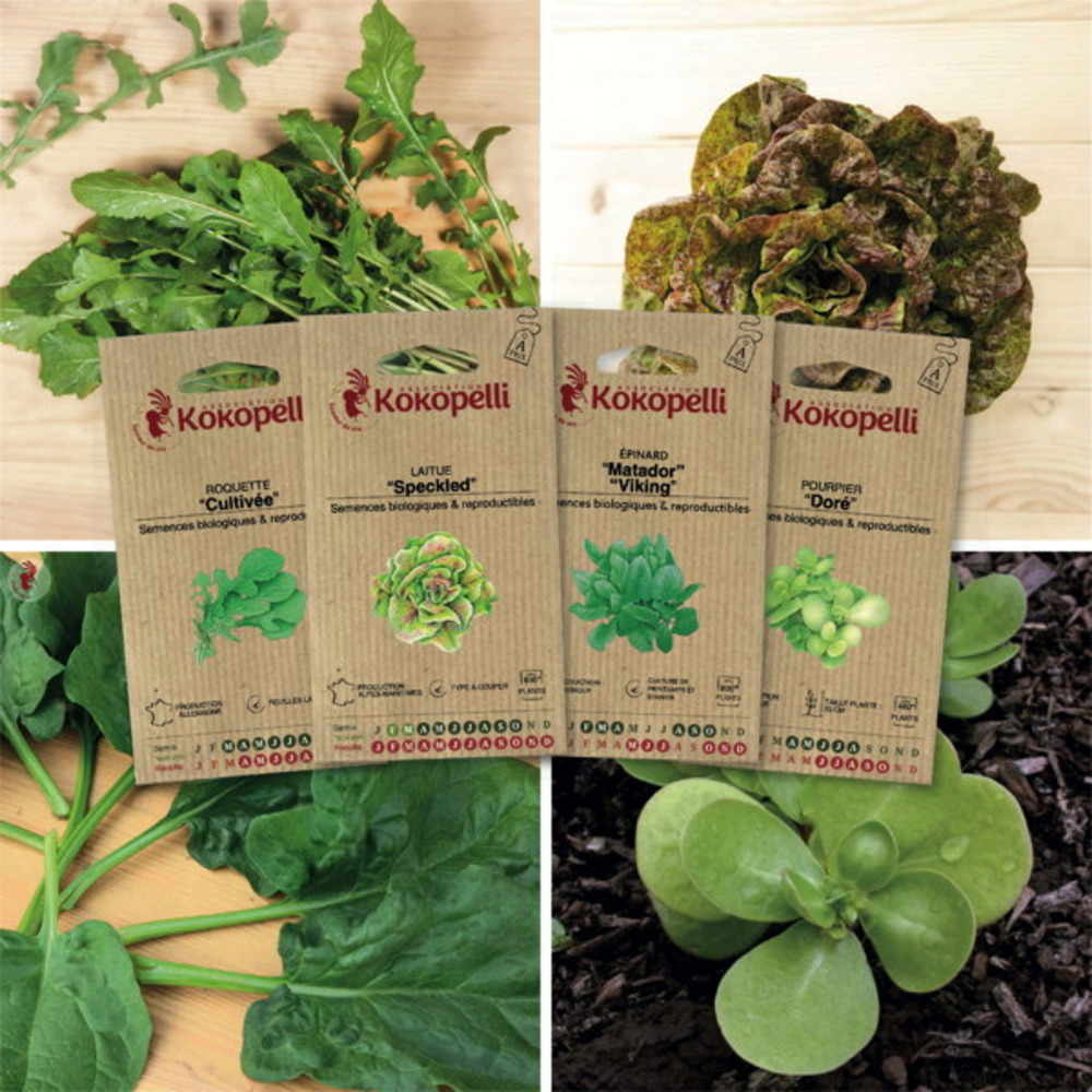 Graines bio à semer - mélange de graines arc en ciel bio - fleurs pour ...