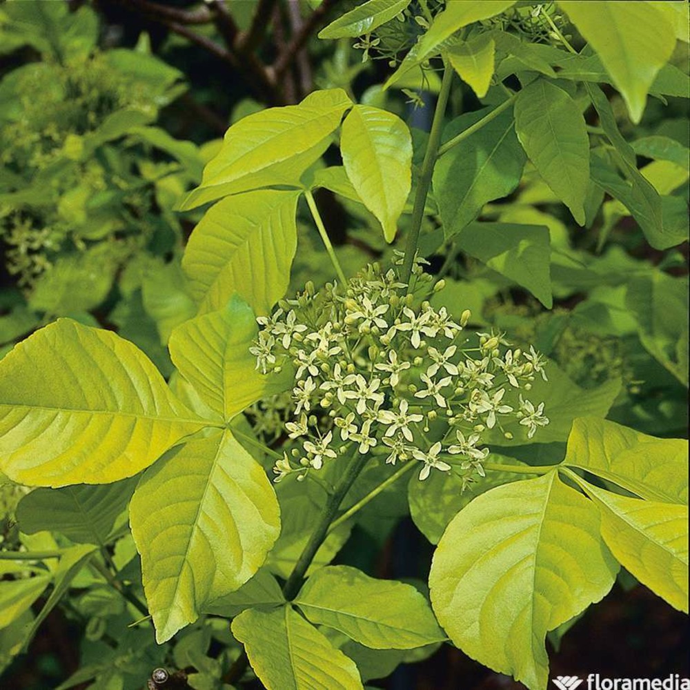 Ptelea trifoliata 'aurea':pot 10l | Truffaut