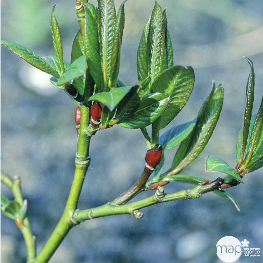 Salix magnifica : c.4l | Truffaut