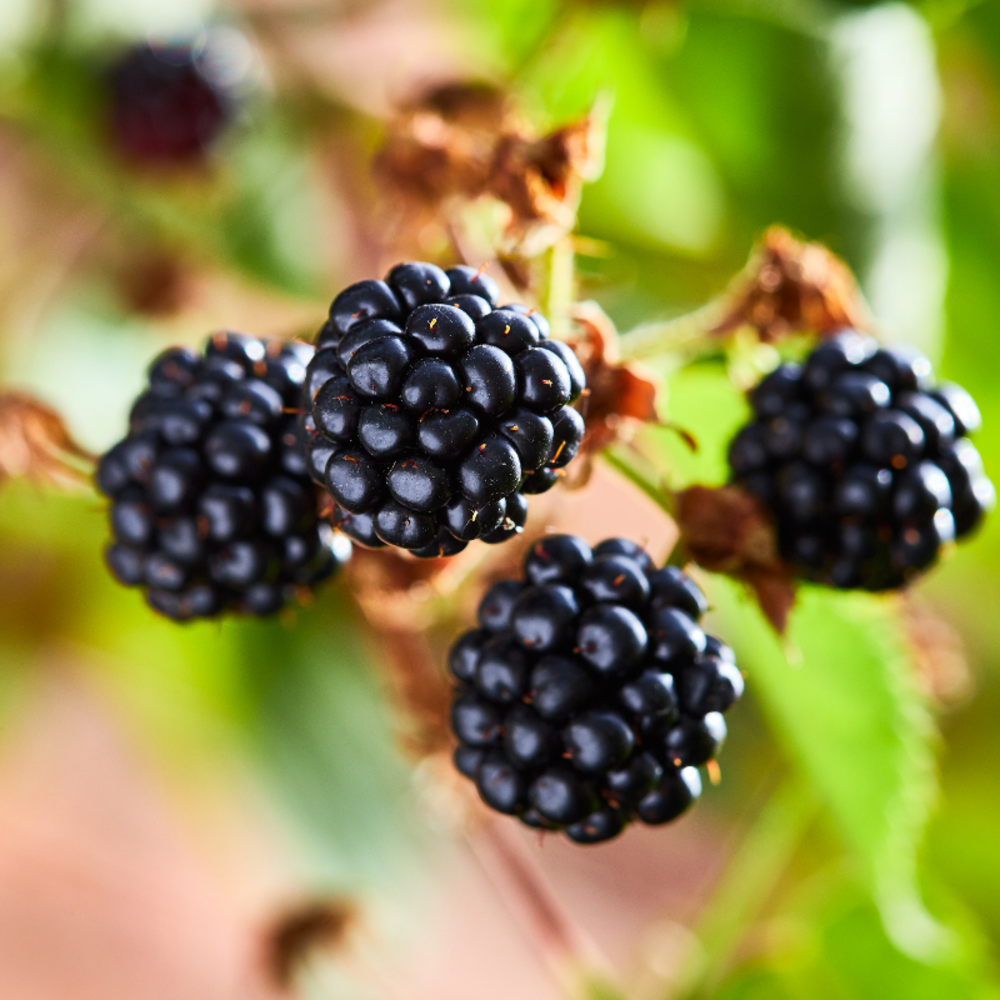 Mûrier loch ness - rubus fruticosus loch ness 50/60cm | Truffaut