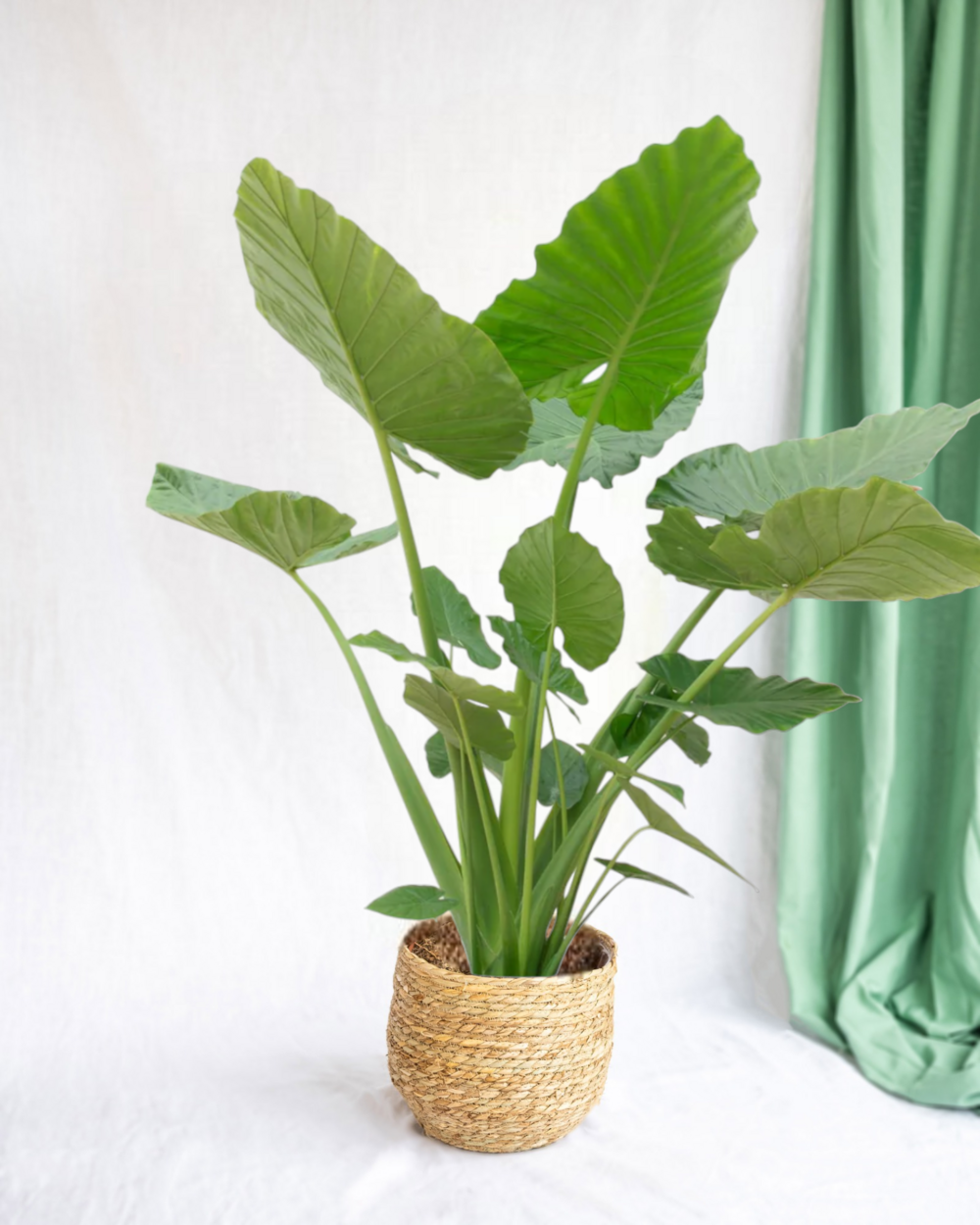 Plante D Interieur Truffaut