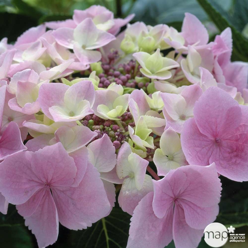 Hydrangea macrophylla 'teller messalina': 15 litres (rose) | Truffaut