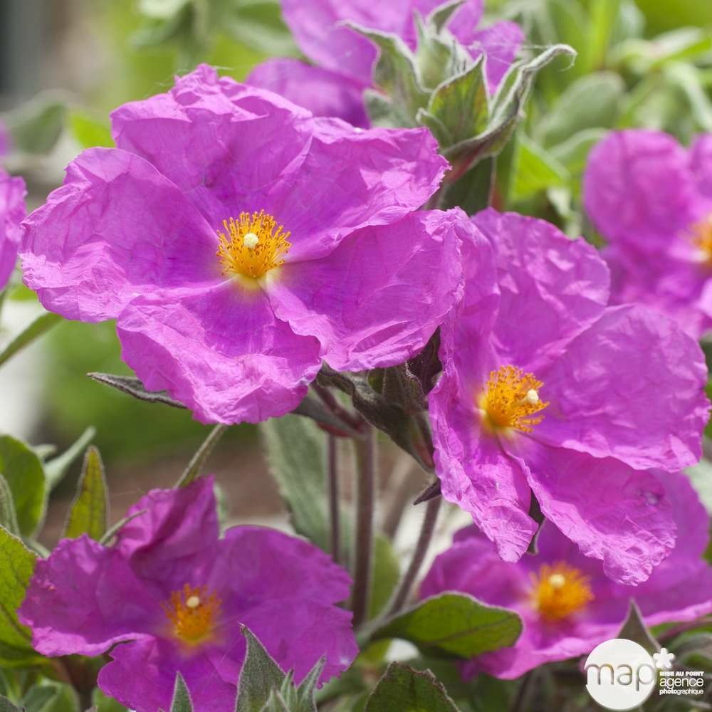 Cistus x pulverulentus:pot 4l | Truffaut