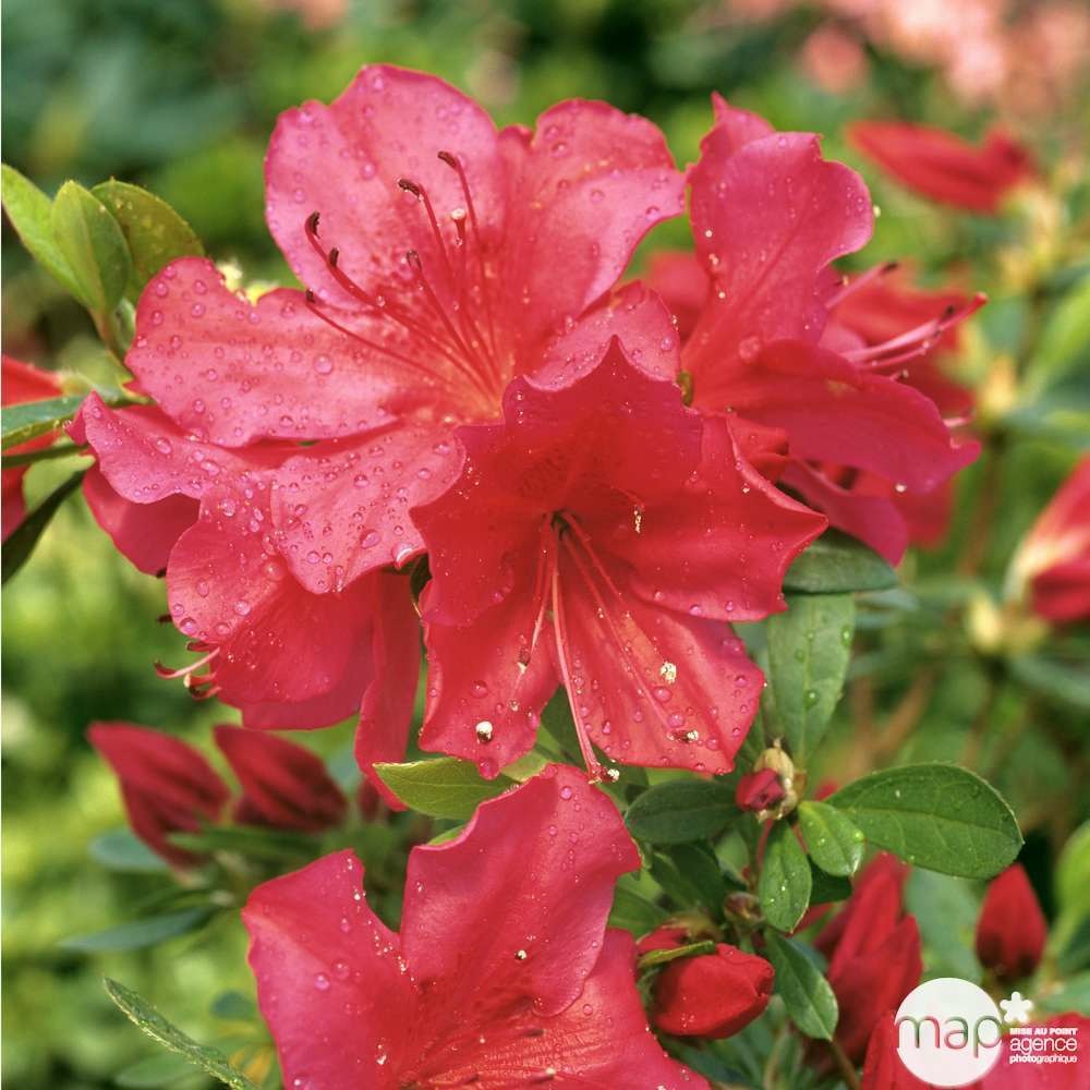 Azalea japonica 'arabesk',(rouge cerise) 2 litres | Truffaut