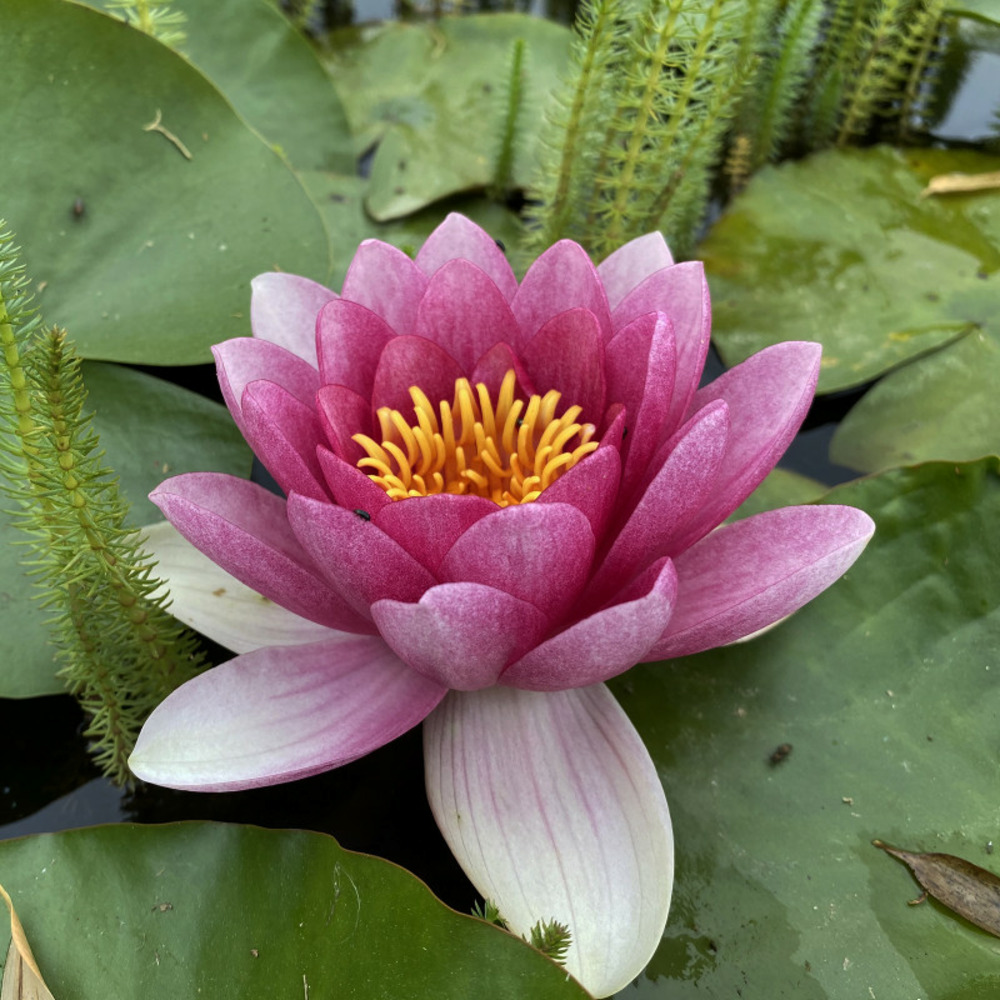 Nymphaea 'attraction' - nénuphar mature en racines nues | Truffaut