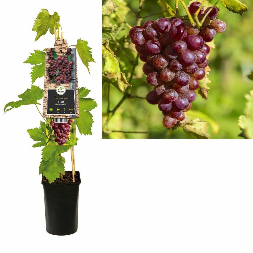 Vitis 'heike' +3.0 label - ø17cm - ↕75cm | Truffaut