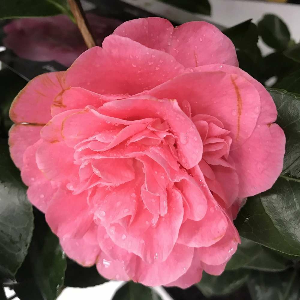 Camelia japonica marie bracey : c.15l | Truffaut