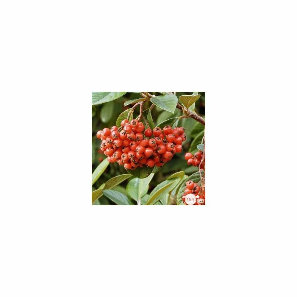 Cotoneaster lacteus : 1/125 ctr 7,5 litres | Truffaut