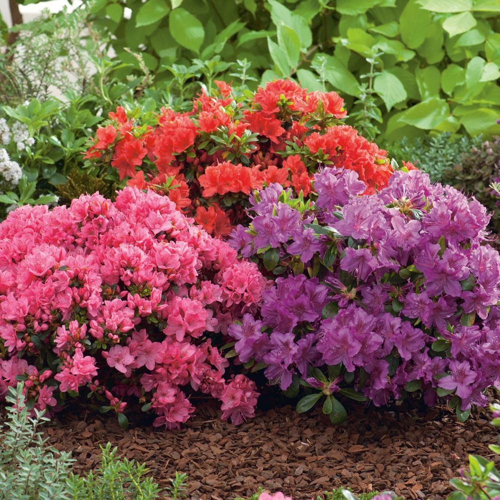 Azalea japonica broceliande - mauve | Truffaut