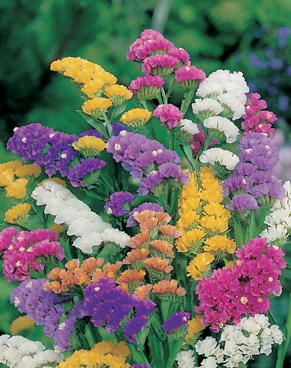 Statice sinuata - 1 g | Truffaut