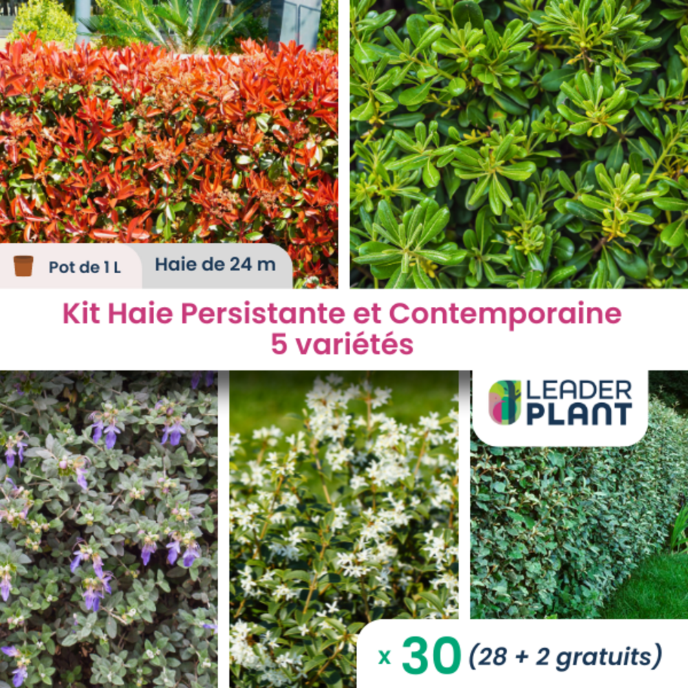 Kit haie persistante et contemporaine - 5 variétés - lot de 30 pots de ...