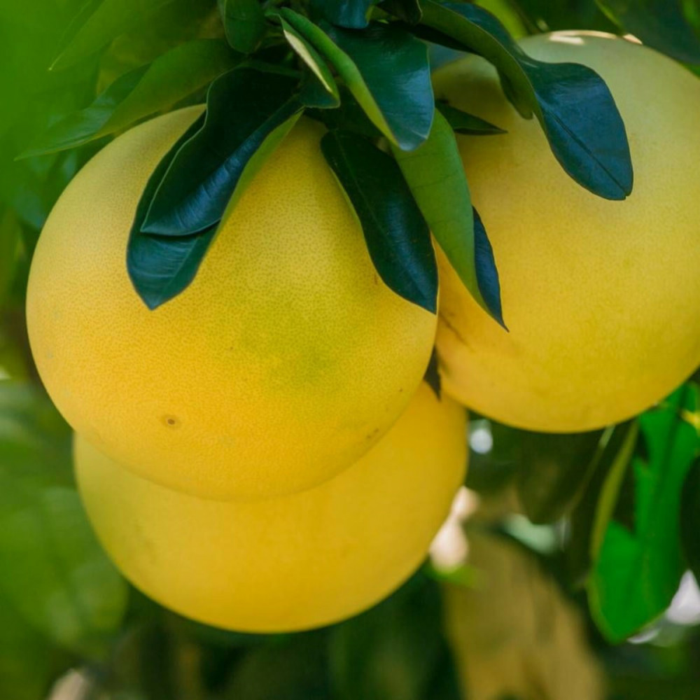 Pomelo/[-]pot de 5l - 40/60 cm | Truffaut