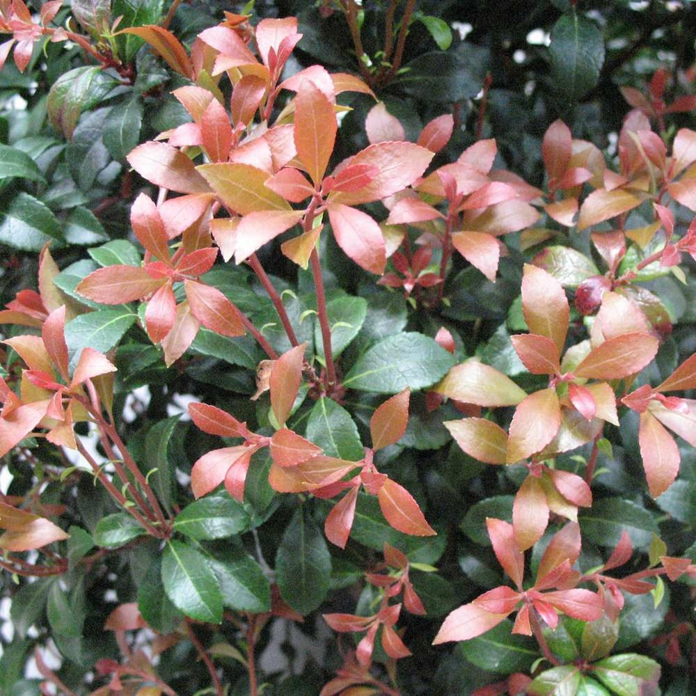 Pieris nain 'little heath green' : 5 litres | Truffaut
