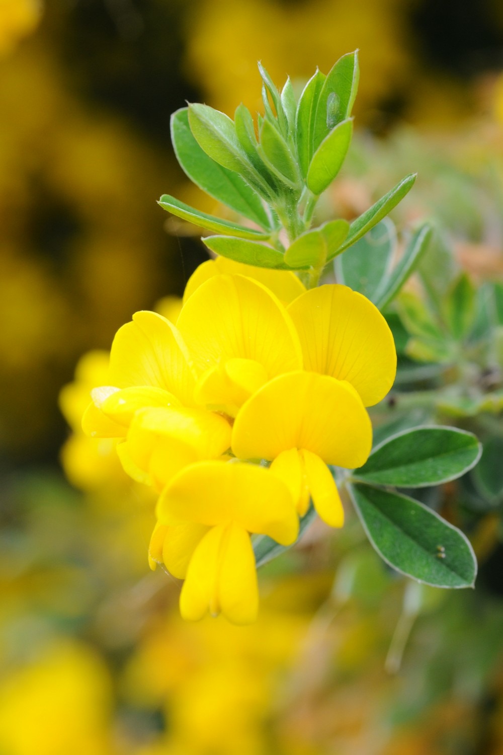 Genêt 'porlock' - en pot de 3 litres | Truffaut