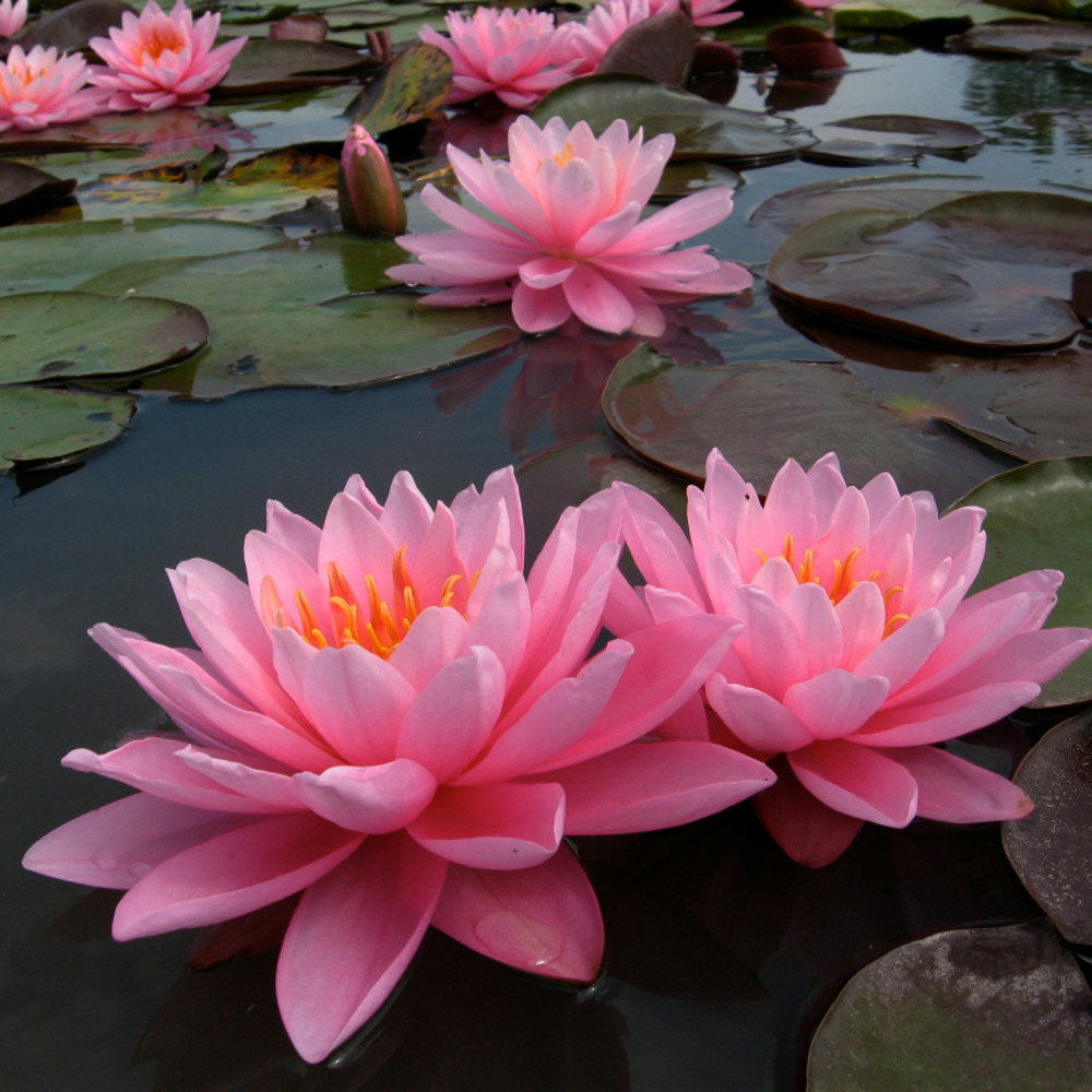 Nymphaea 'pink sunrise' - nénuphar mature en racines nues | Truffaut