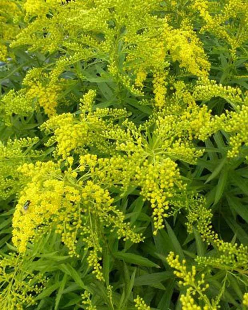 3 solidago ledsham - les 3 pots / ø 9cm | Truffaut