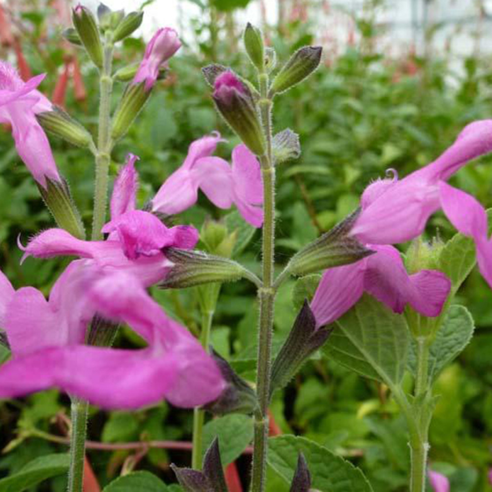 6 x sauge à petites feuilles - salvia microphylla 'pink beauty' - godet ...