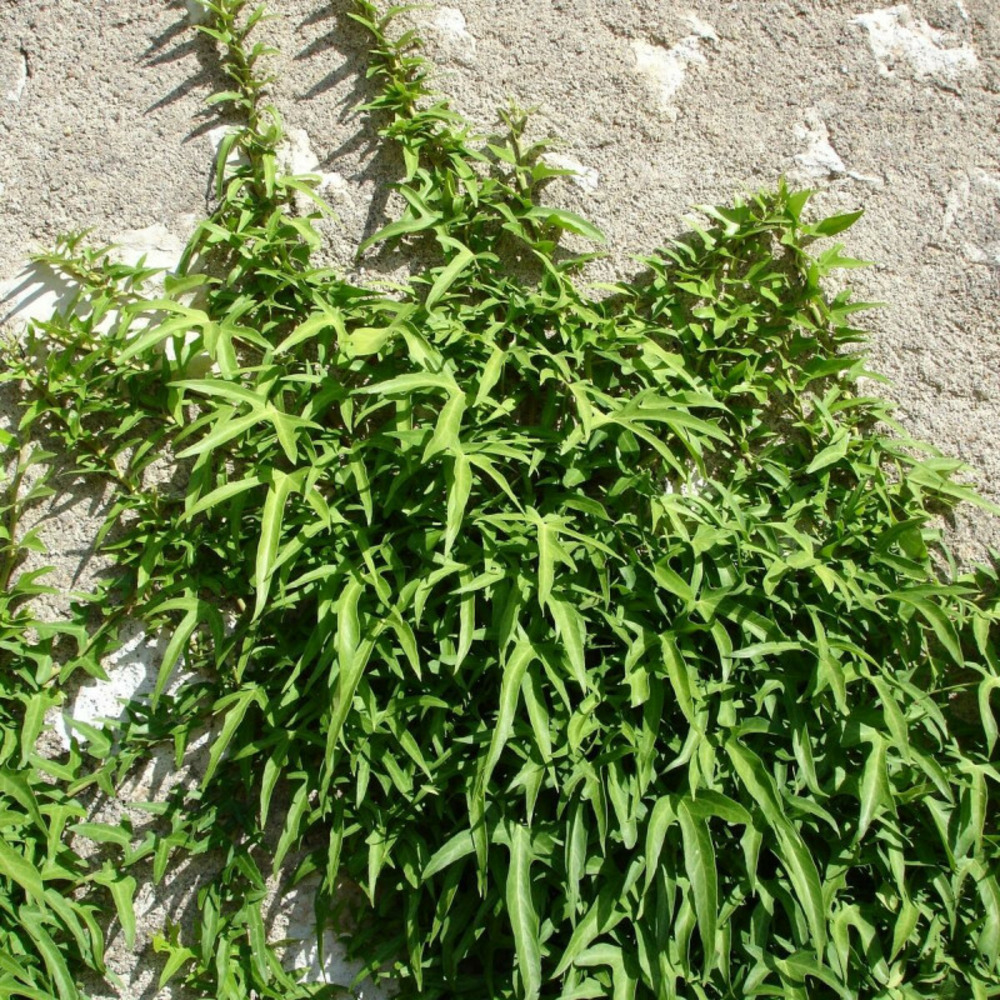 Lierre à patte d'oie sagittifolia/[-]pot de 3l - echelle bambou 60/120 ...
