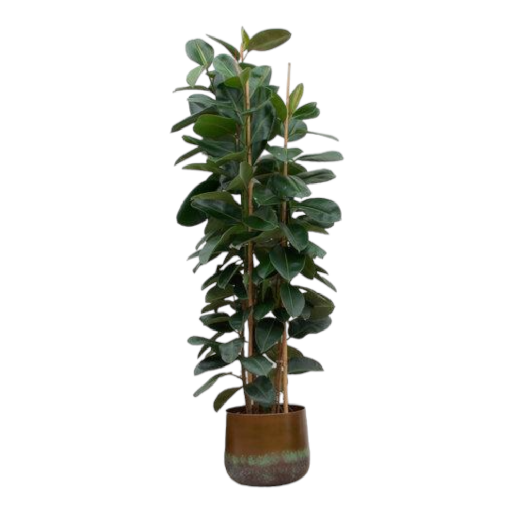 Ficus elastica robusta | Truffaut