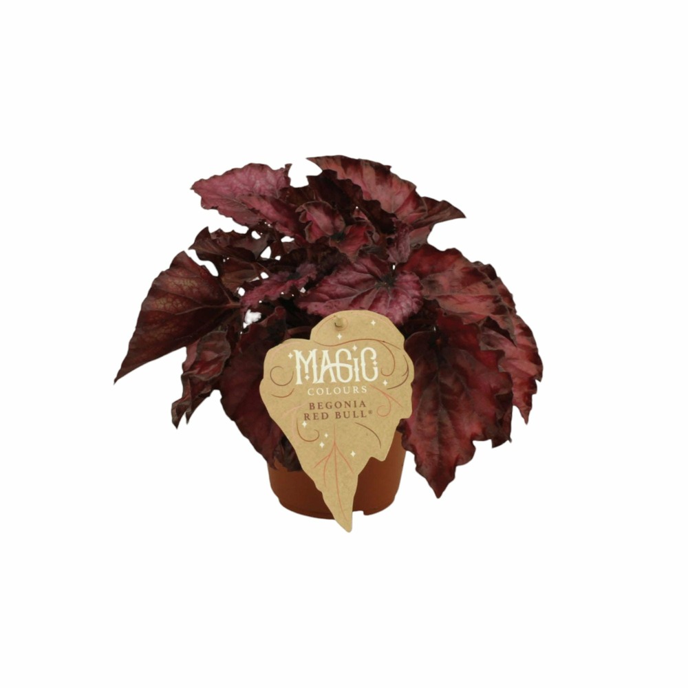 Plante d'intérieur - begonia rex 'redbull' 25cm - plante d'intérieur ...