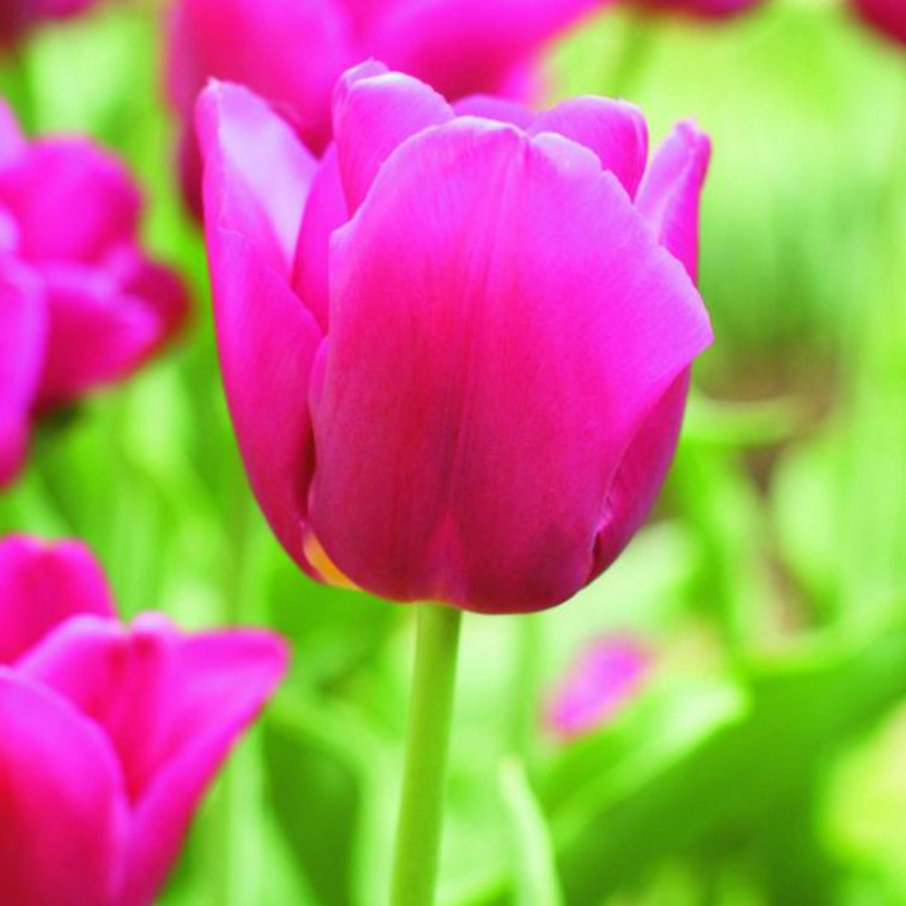 50 x tulipe negrita - 50 x tulp negrita | Truffaut