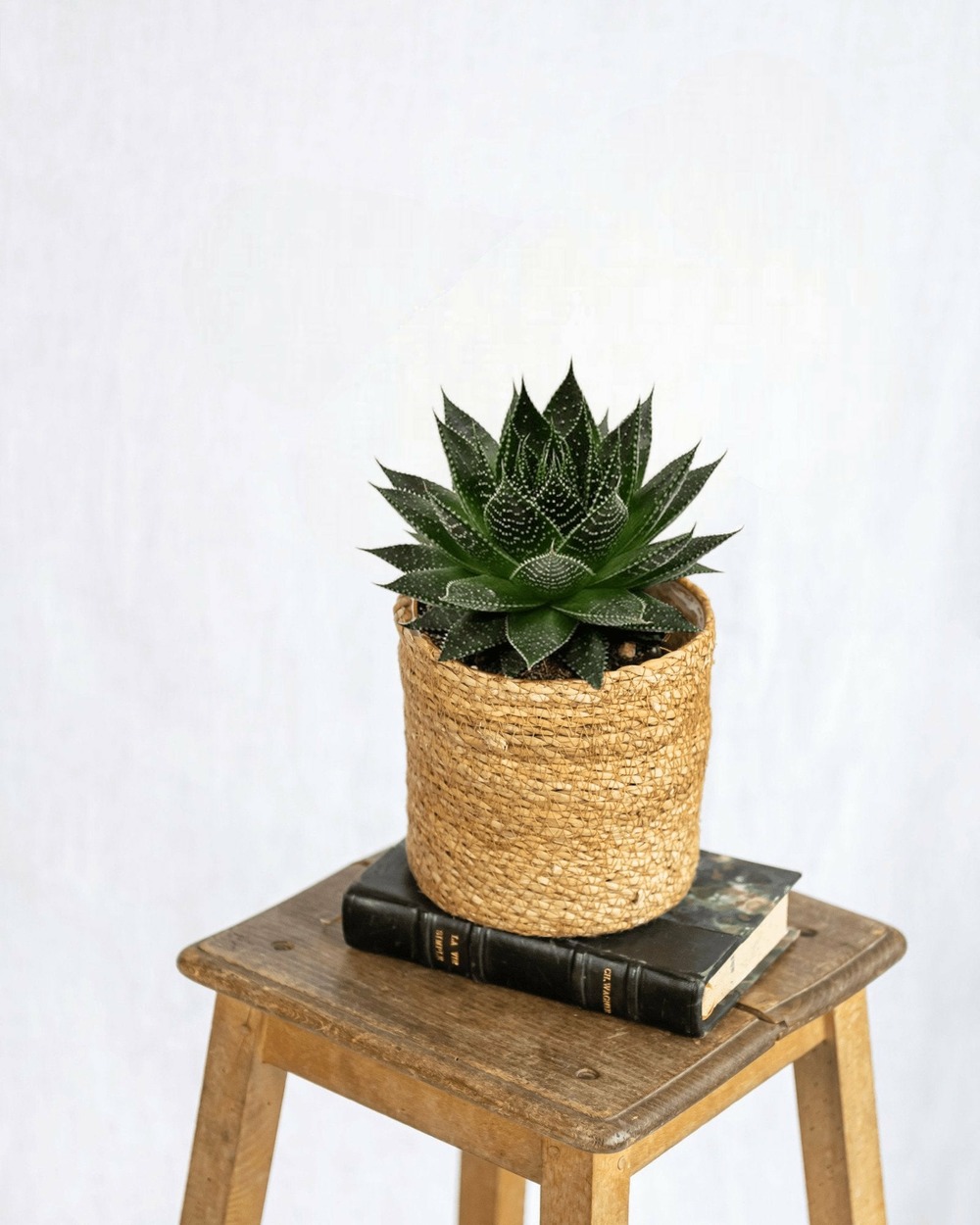 Aloe ami h15cm - succulente | Truffaut