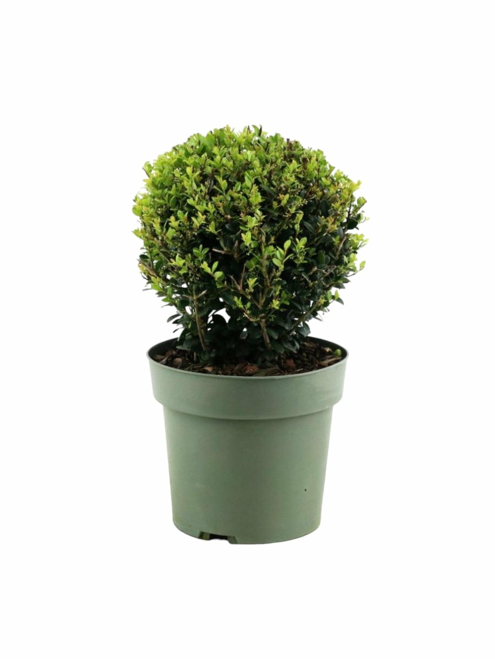 Ilex crenata 'jenny'® ball | Truffaut