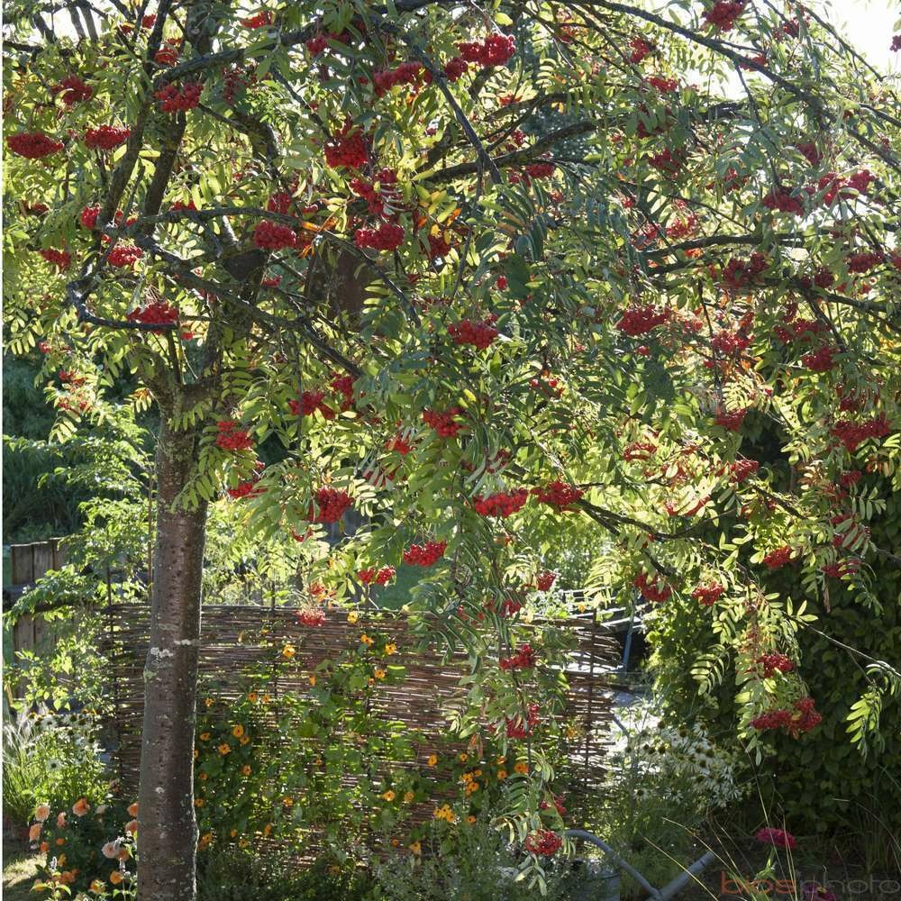 Sorbus aucuparia edulis c.7,5l | Truffaut