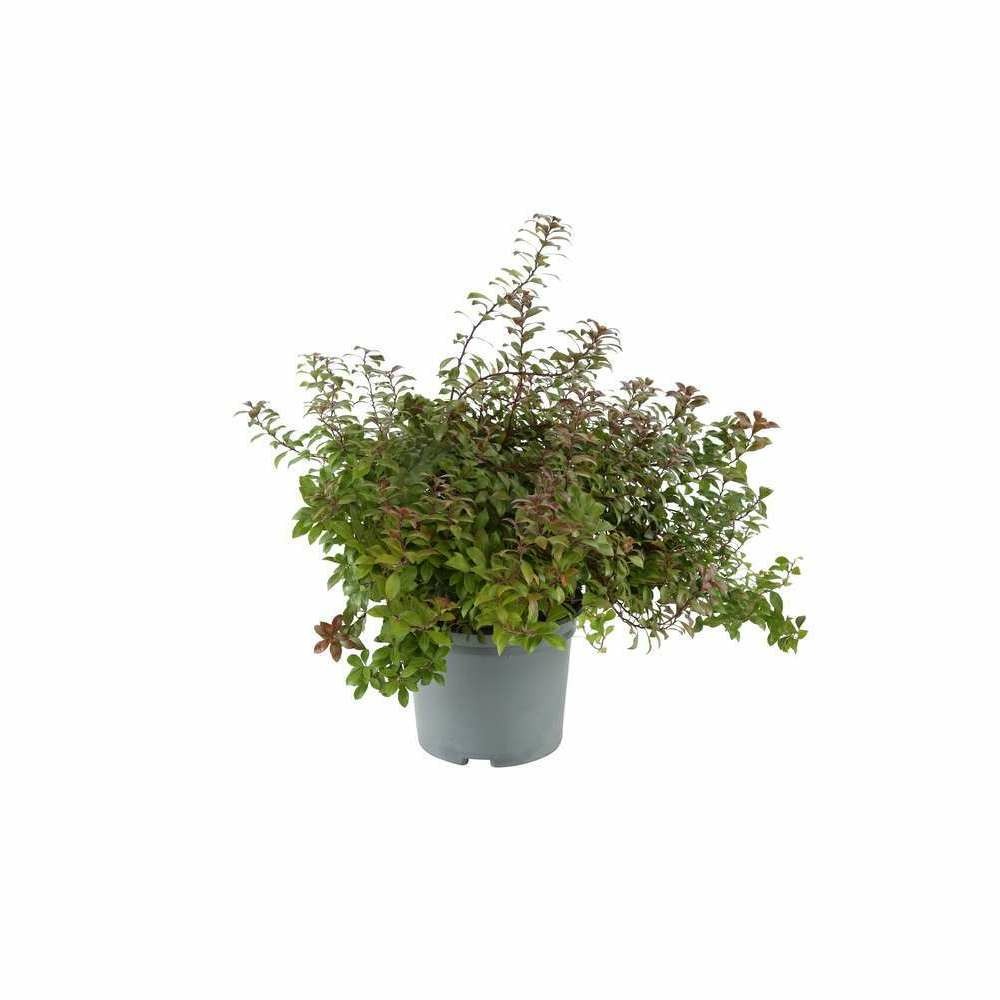 Pieris nain 'little heath green' : h 30/40 cm conteneur 3 litres | Truffaut