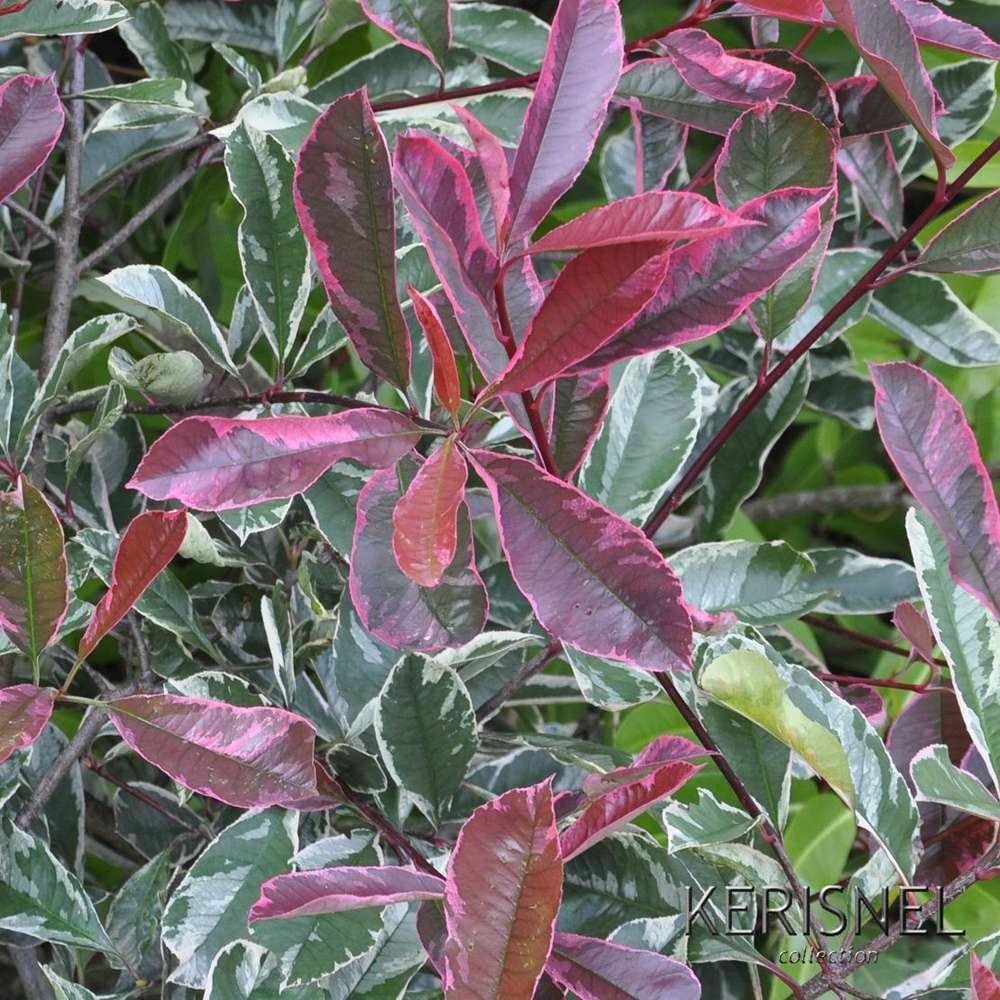 Photinia x fraseri ' pink marble ': c30l jardinière 60 cm | Truffaut