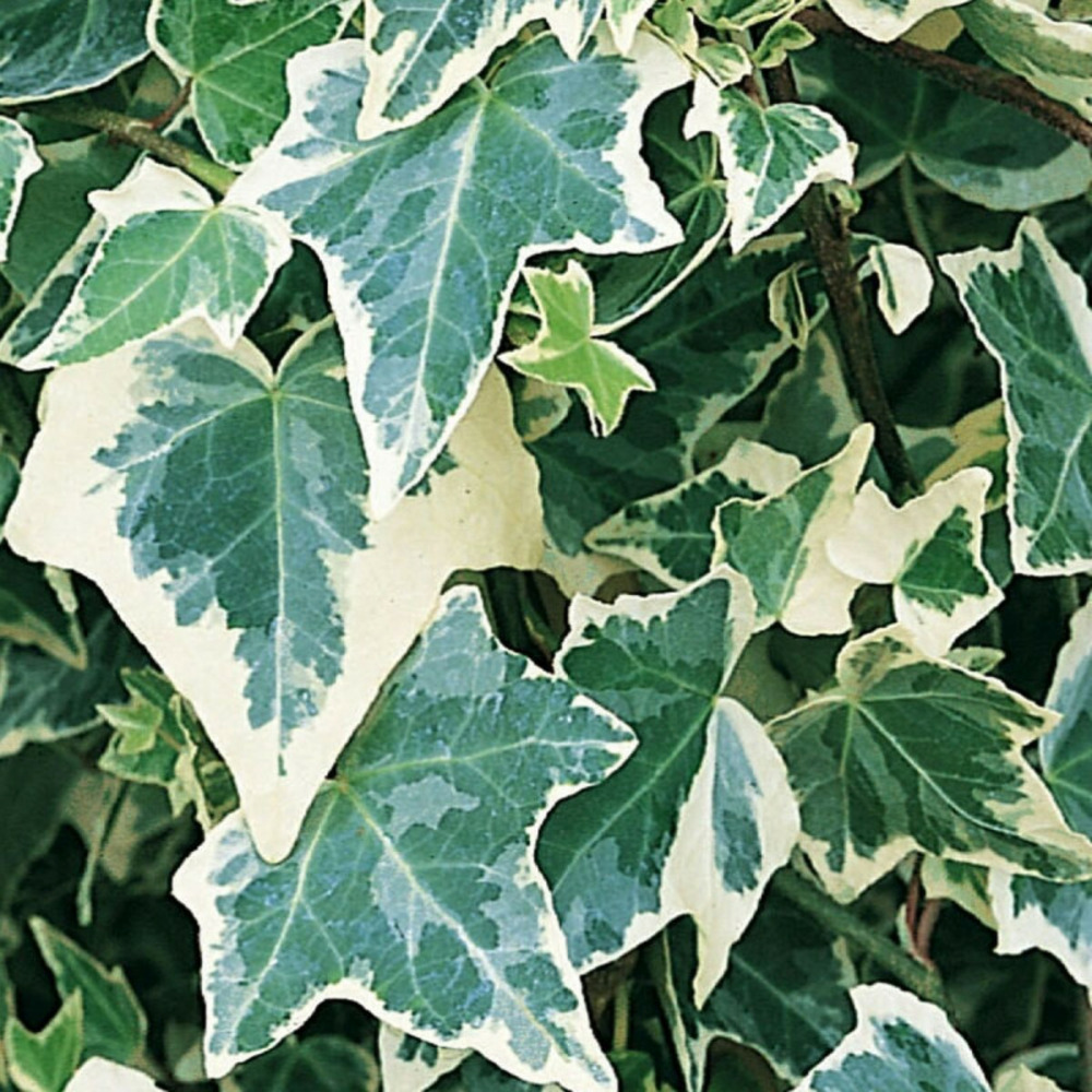 Lierre des bois elegantissima/[-]pot de 3l - echelle bambou 60/120 cm ...