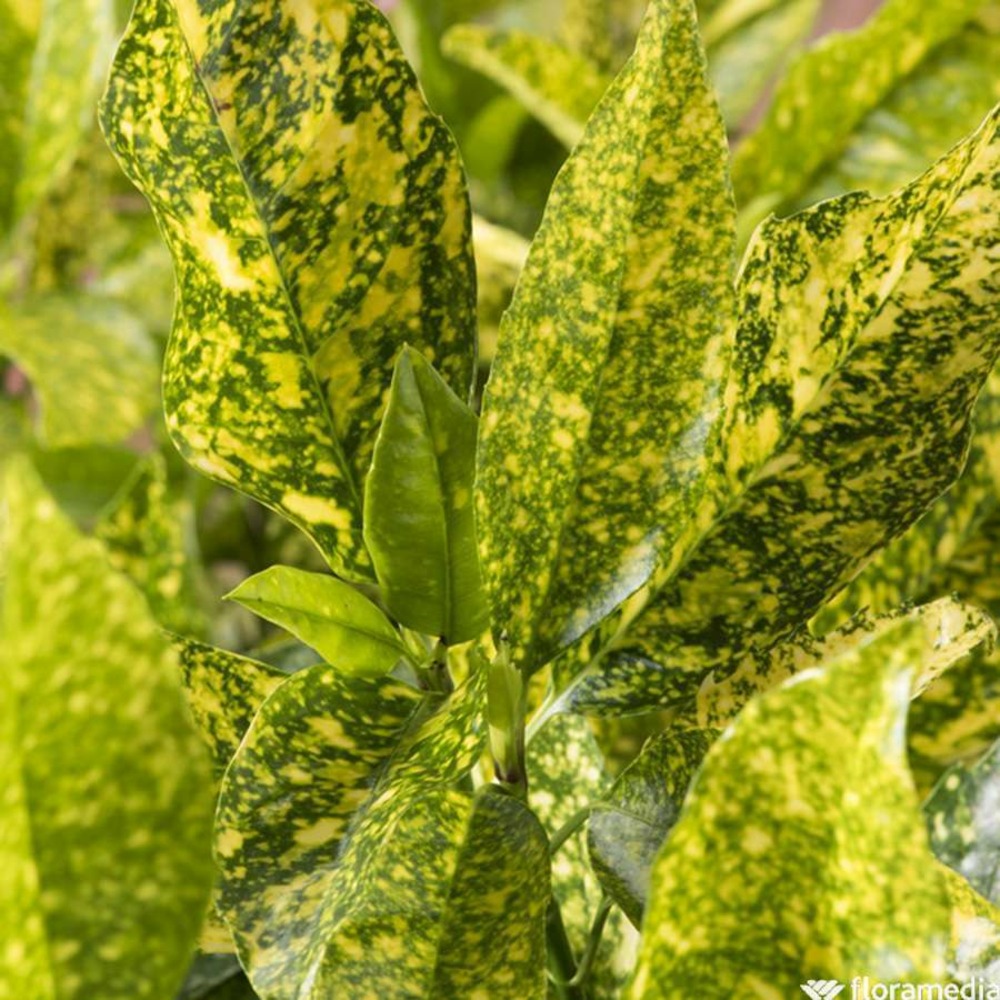 Aucuba japonica 'golden king':pot 7.5l | Truffaut