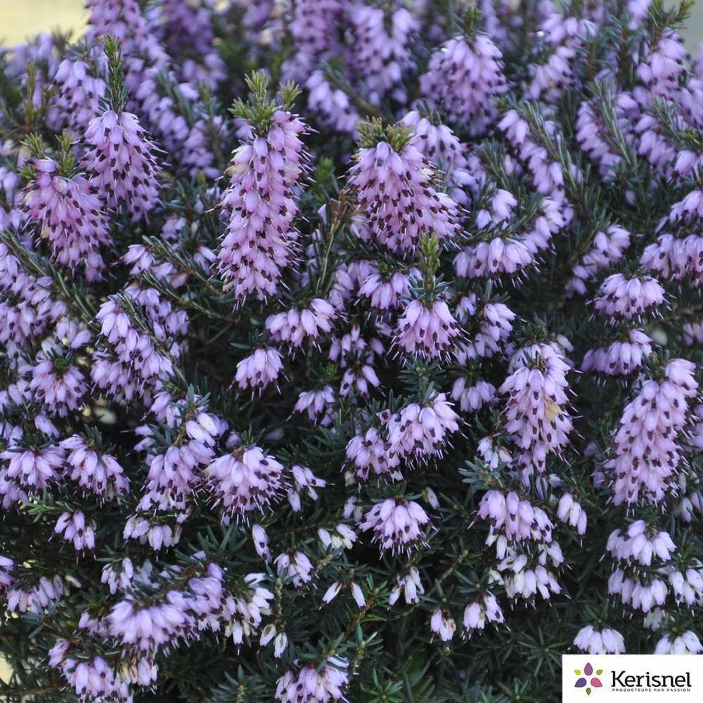 Erica x darleyensis 'spring surprise' : 10 litres (rose soutenu) | Truffaut