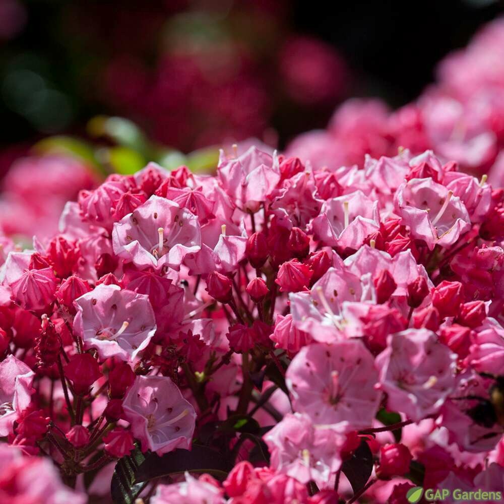 Kalmia latifolia 'little linda':pot 4l | Truffaut
