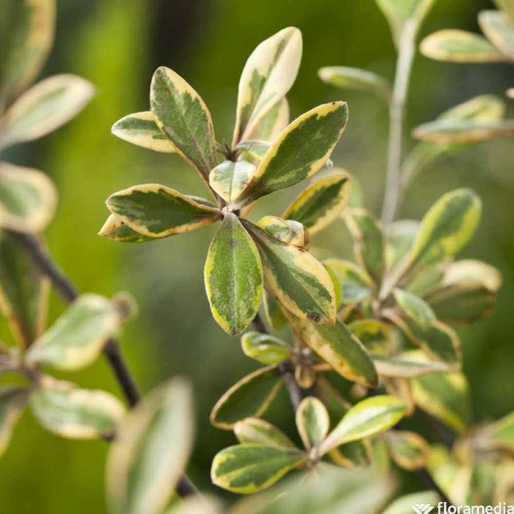 Corokia x virgata 'sun splash':pot 4l | Truffaut