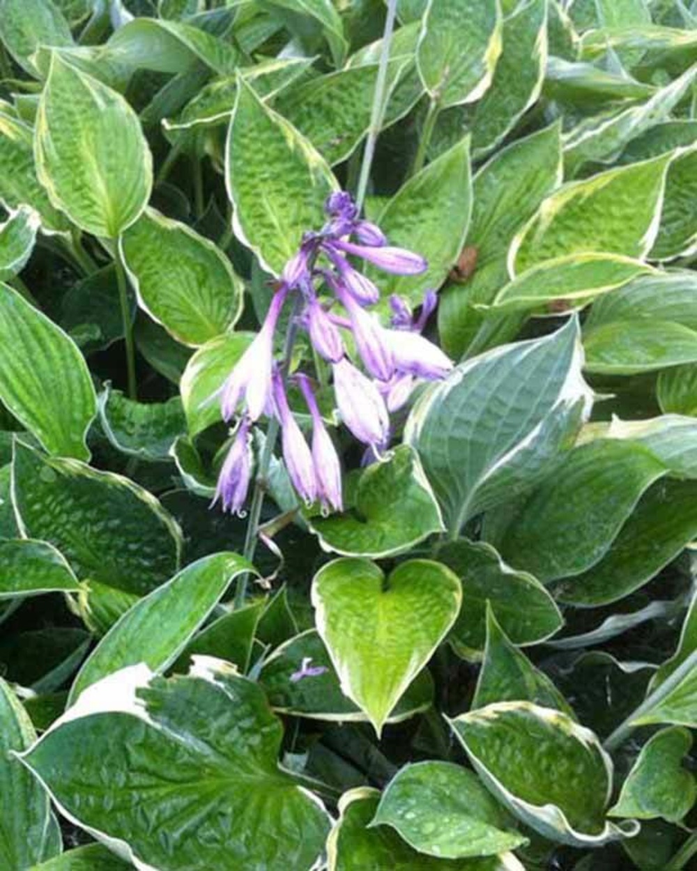 Hosta fisher cream edge, le pot / ø 9cm | Truffaut