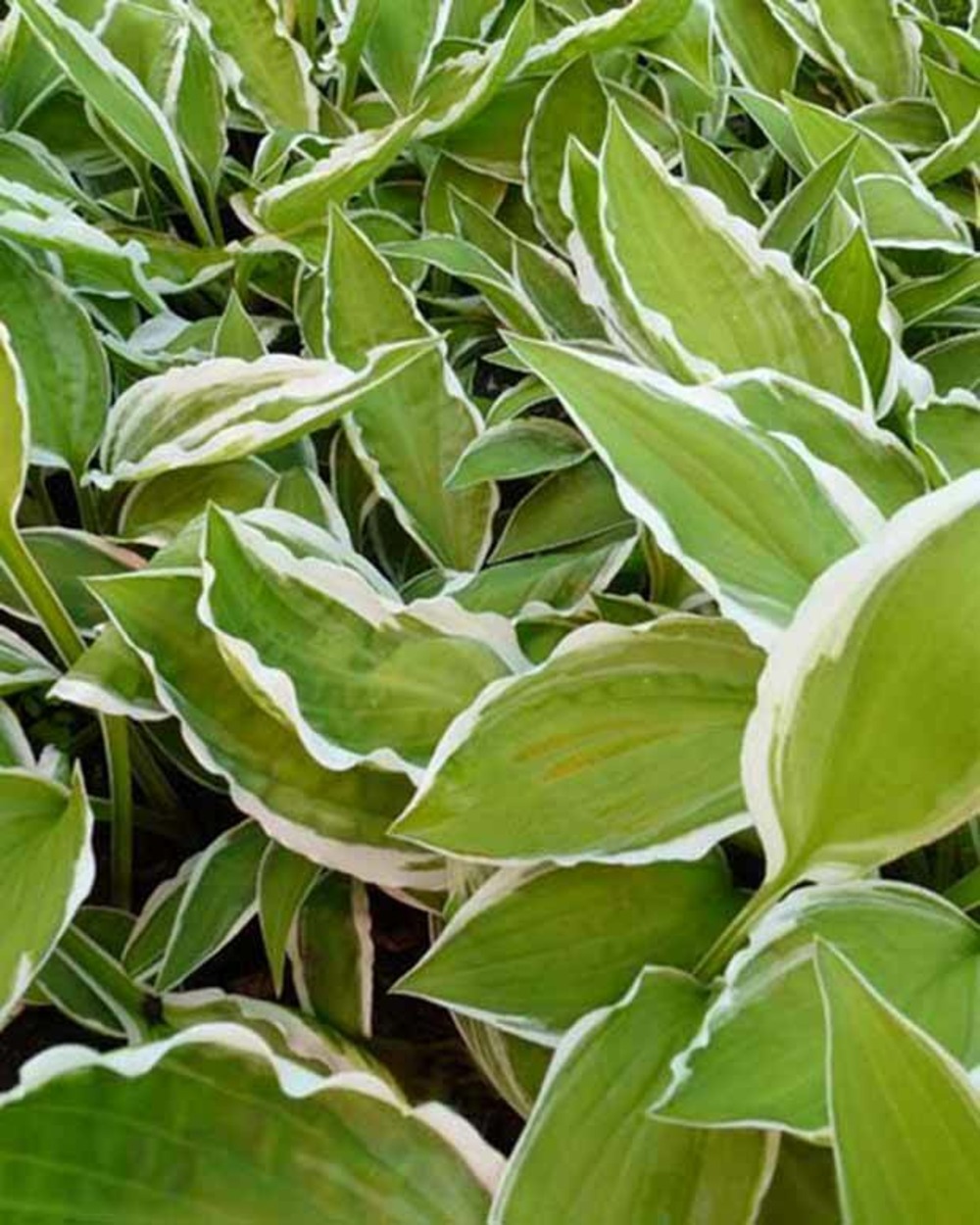Hosta krossa cream edge - le pot / ø 9cm | Truffaut