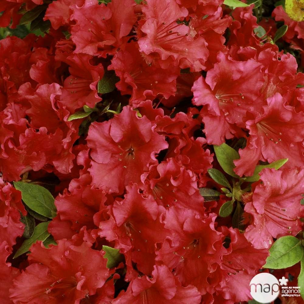Azalea japonica 'red wing':(rouge soutenu) 25 litres | Truffaut