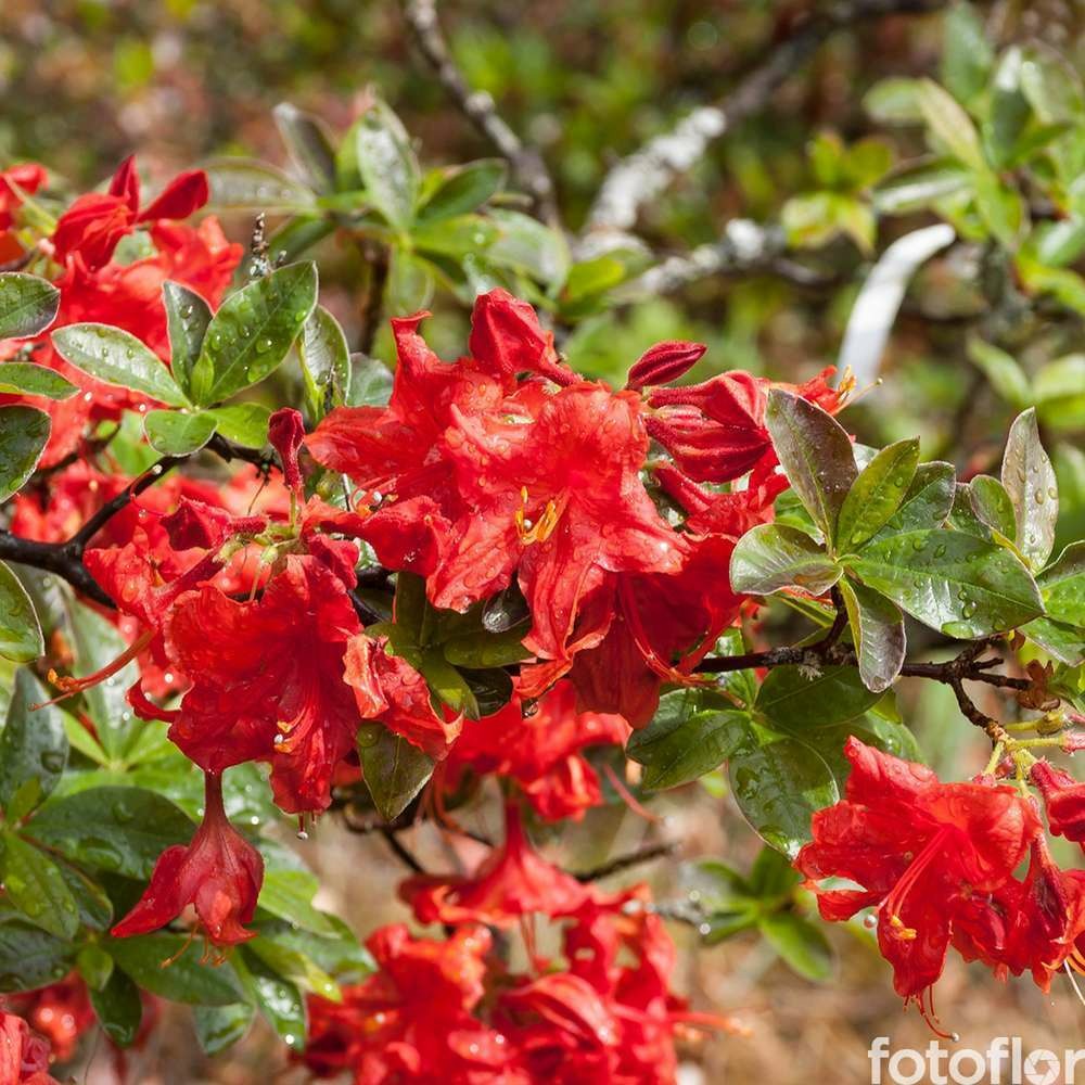 Azalea mollis 'royal command' :c4l | Truffaut