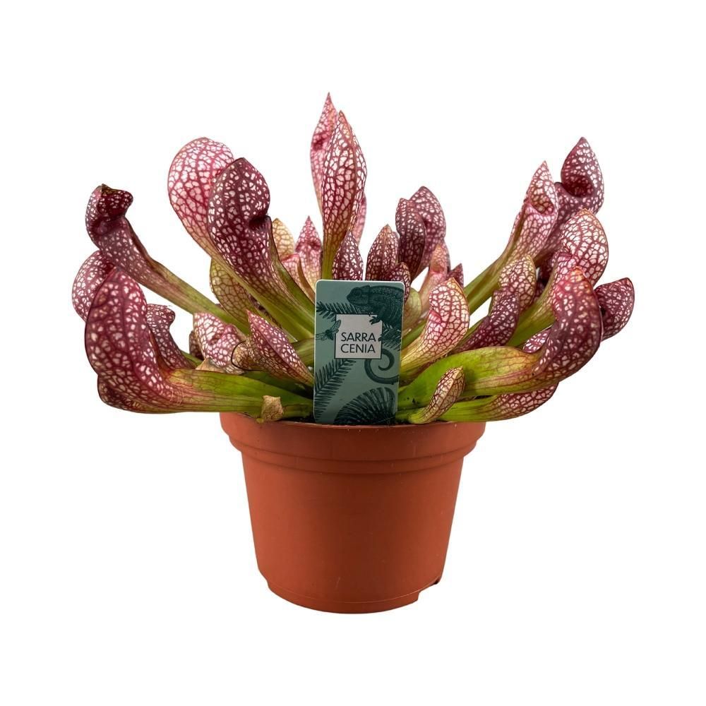Plante Carnivore Truffaut