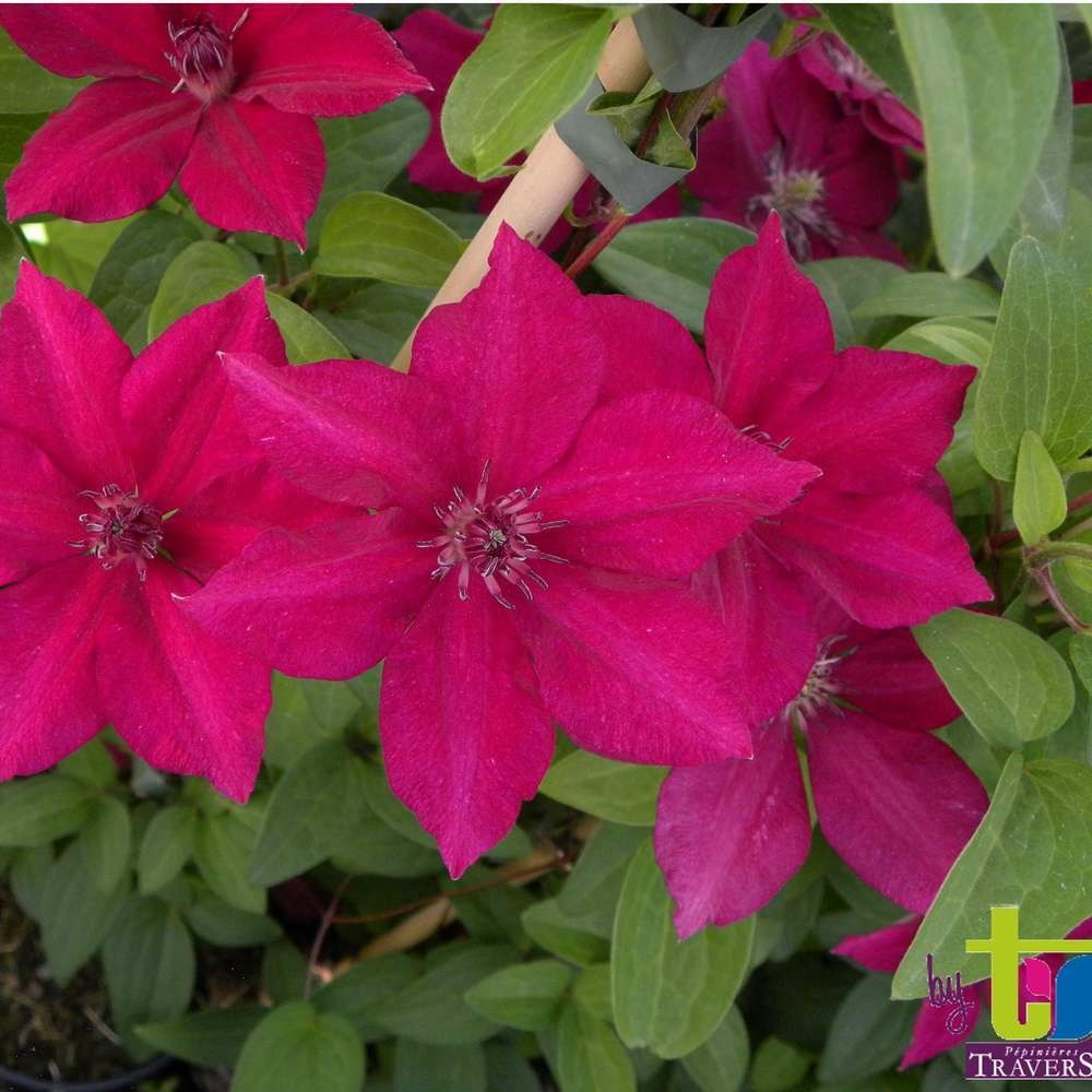 Clématite Perida Conteneur de : 3 L | Truffaut