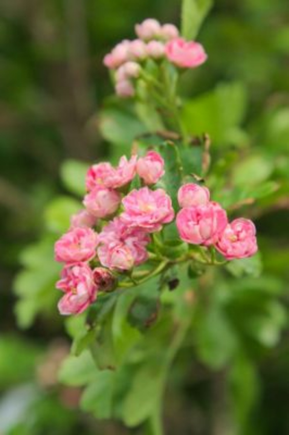 Crataegus laevigata 'Rosea Plena' | Truffaut