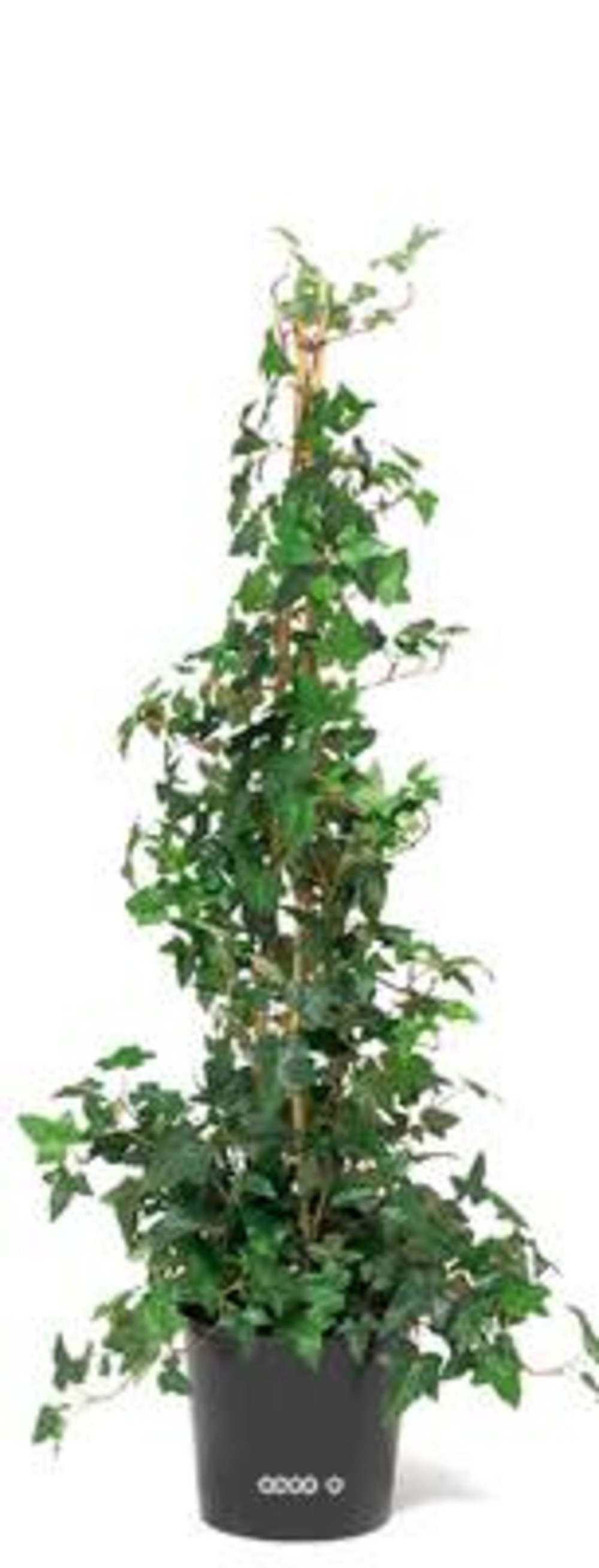 Pied de lierre artificiel en pot, H 110 cm, D 23 cm | Truffaut